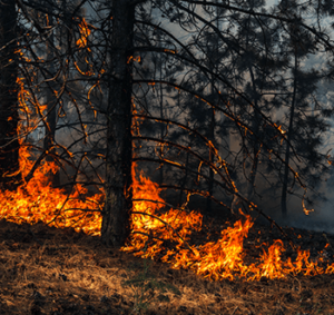 Wildfire and Ecosystems